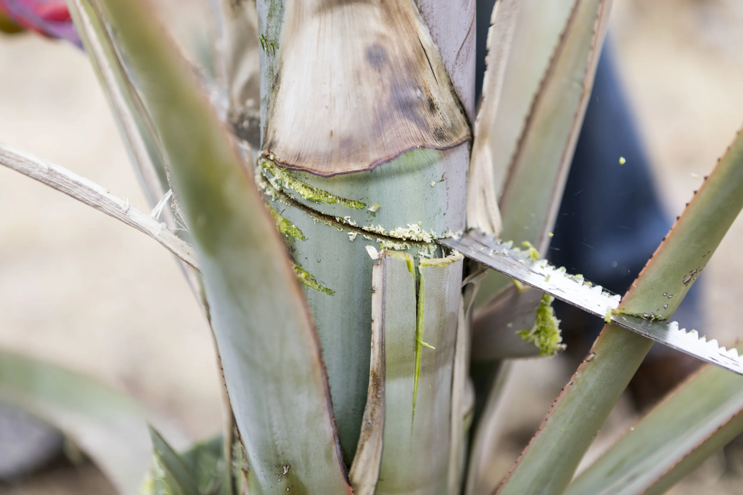 Agave Roasting Tutorial | Agave Heritage Festival