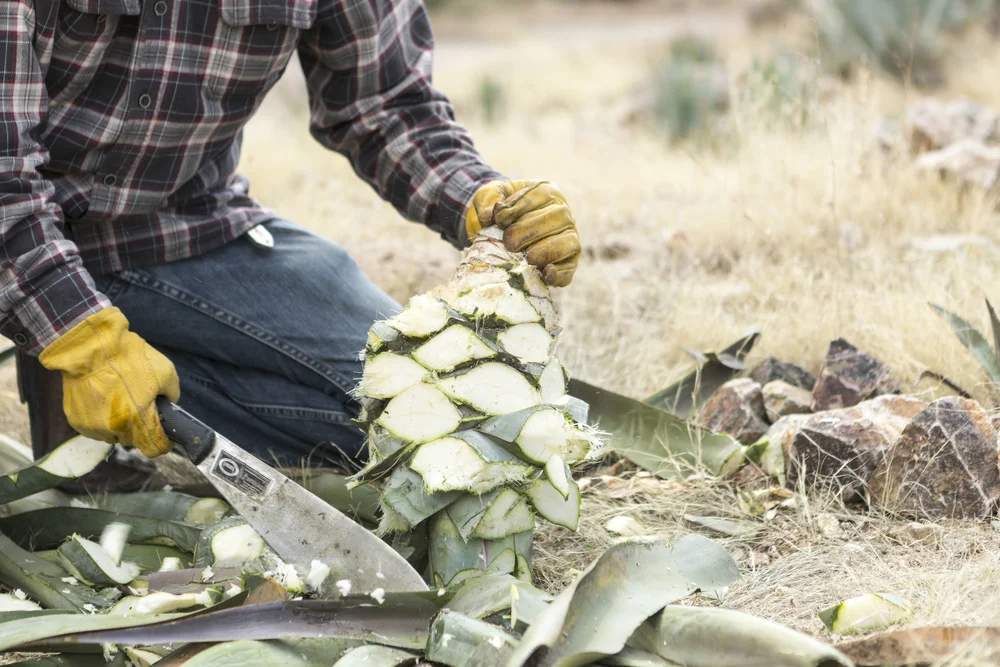 Agave Roasting Tutorial | Agave Heritage Festival