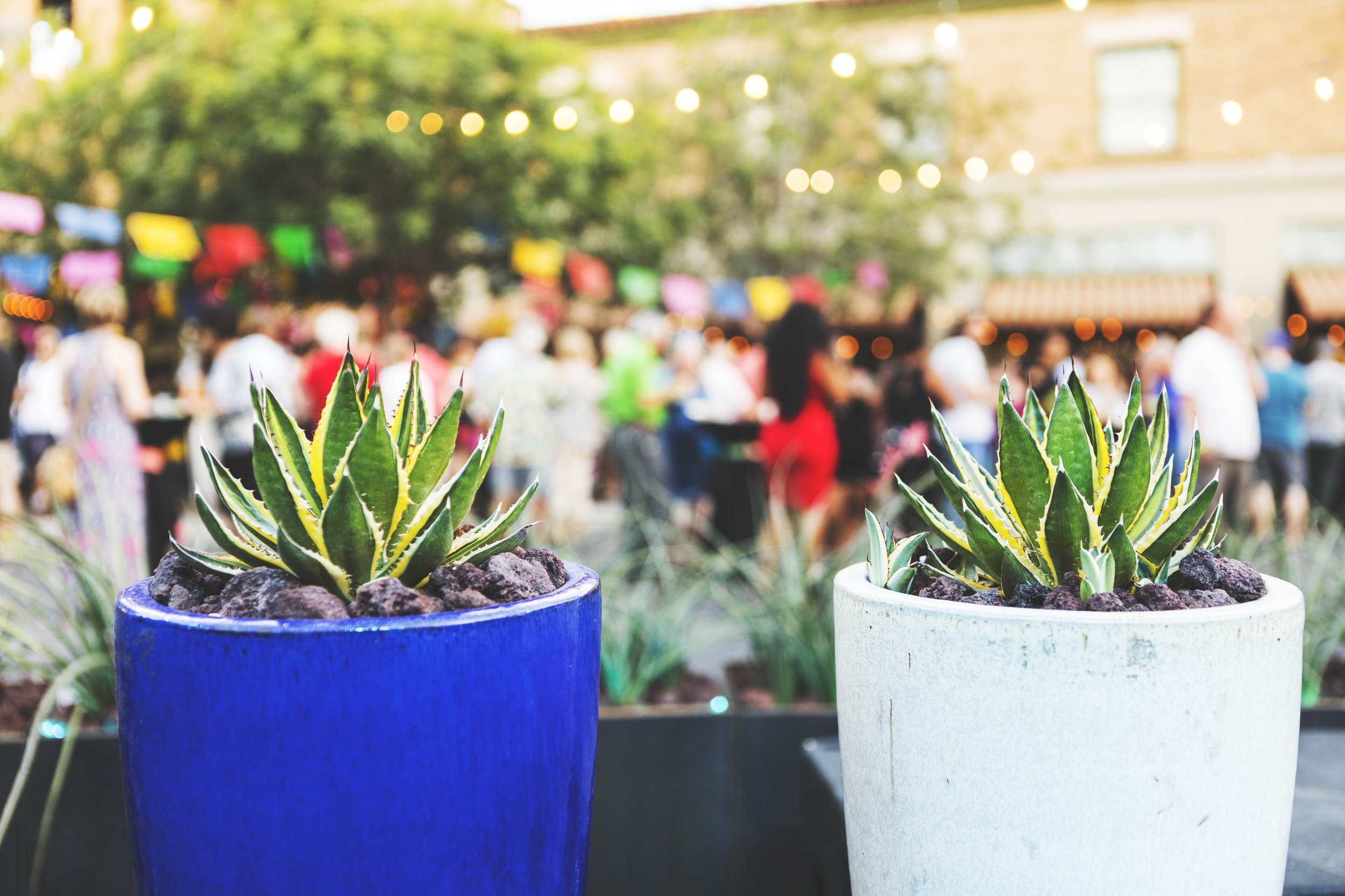 Agave Heritage Festival