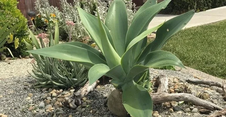 Agave Heritage Festival