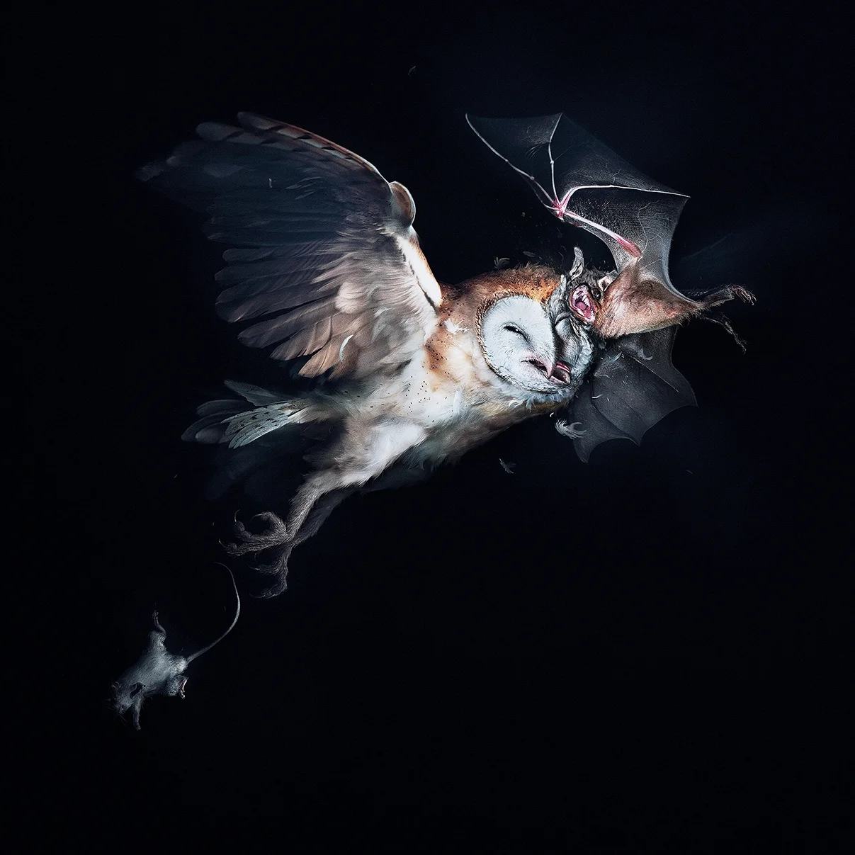 Animal Illusion Cgi Studio