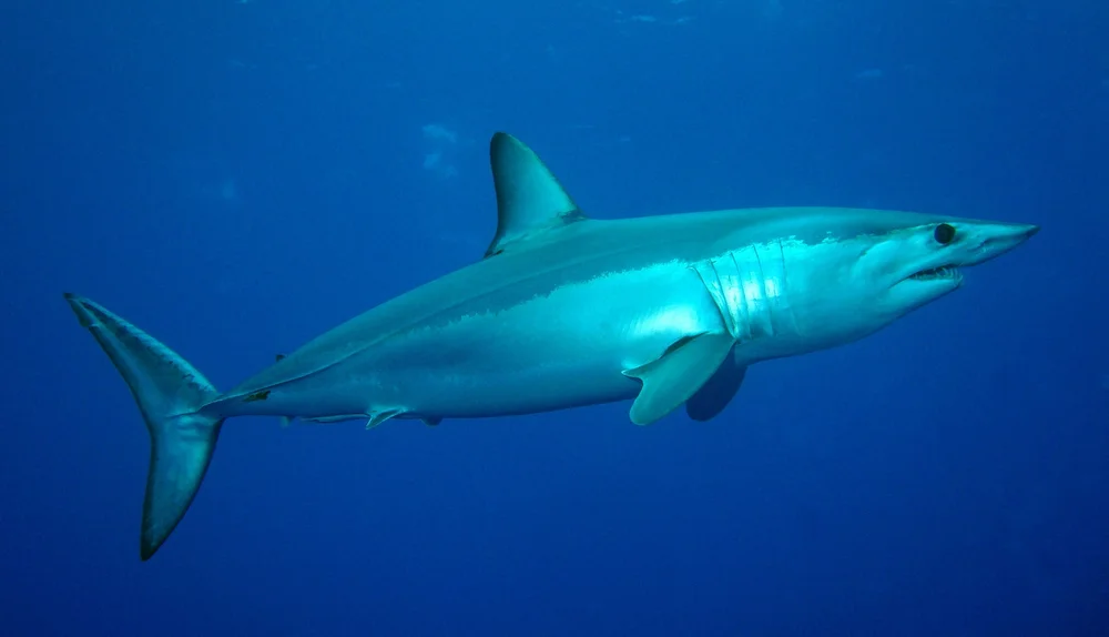 Day 9: Animals — The Shark Agenda
