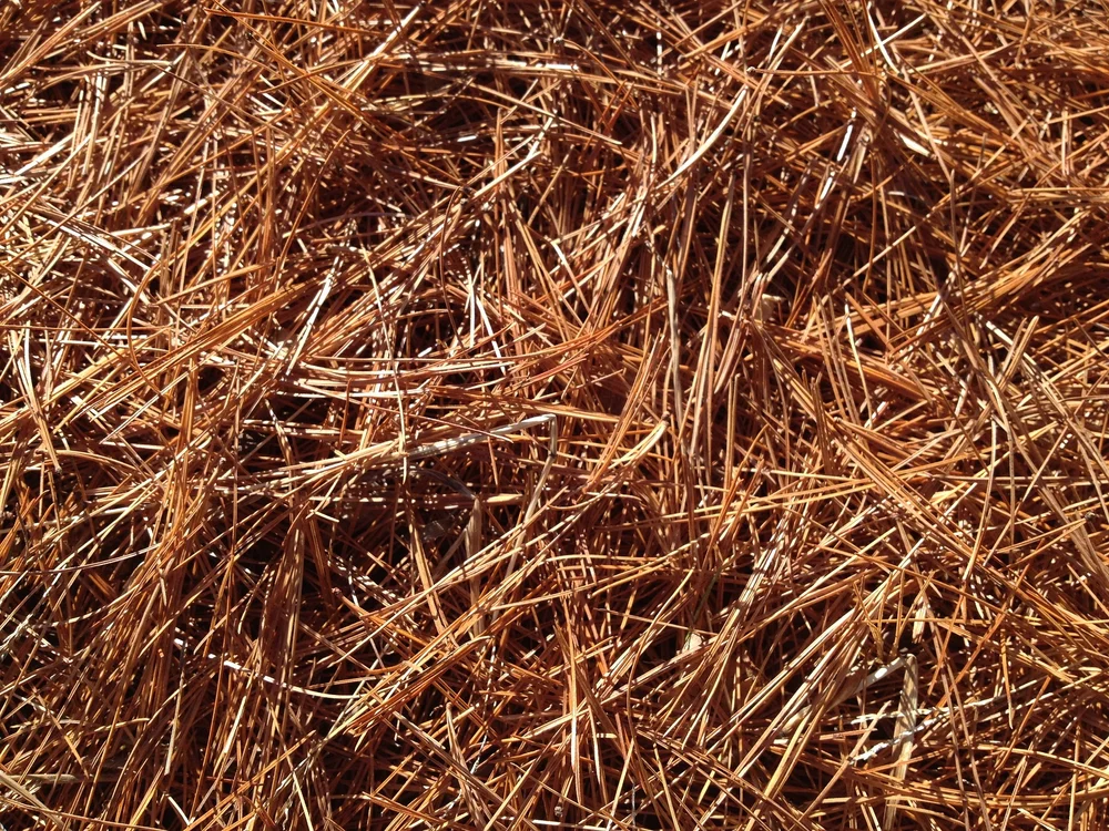 Pine Straw……If it’s good enough for the Masters, why not use it in your ...