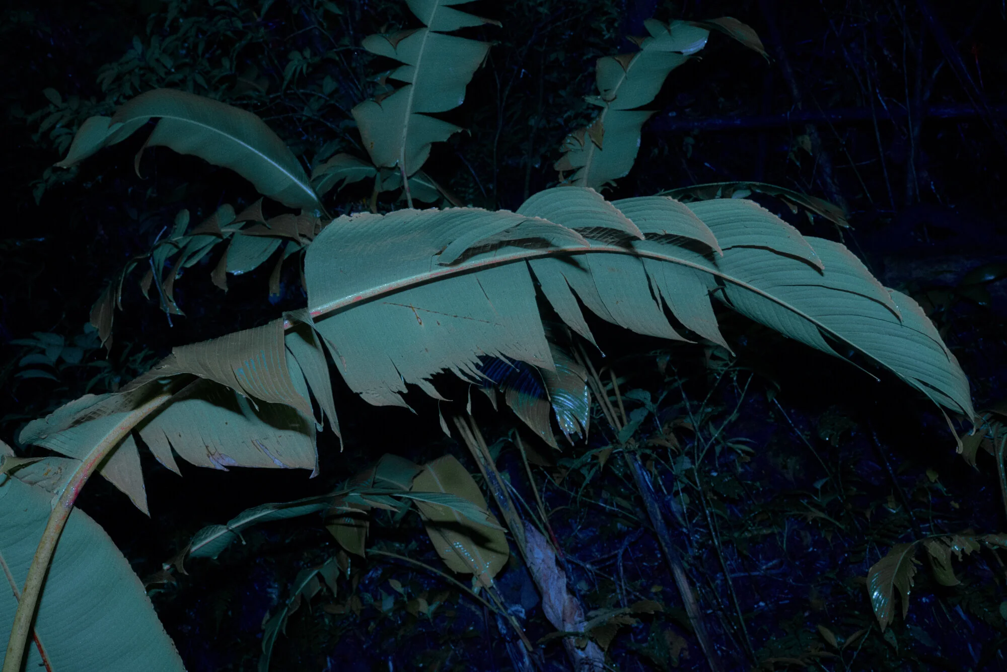 VOGUE ITALIA - Alien Observer 2019 — ARIANNA LAGO