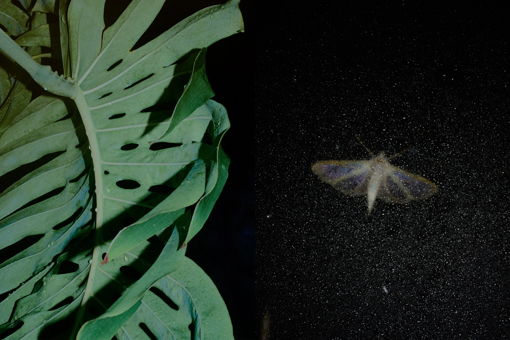 VOGUE ITALIA - Alien Observer 2019 — ARIANNA LAGO