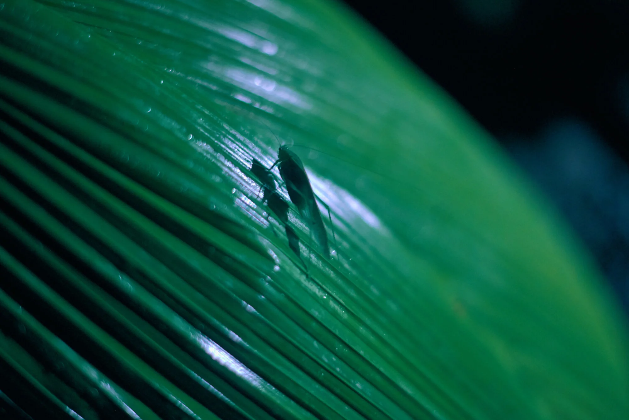 VOGUE ITALIA - Alien Observer 2019 — ARIANNA LAGO