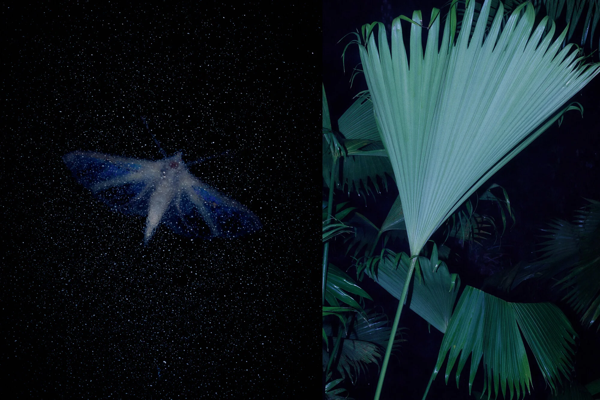 VOGUE ITALIA - Alien Observer 2019 — ARIANNA LAGO