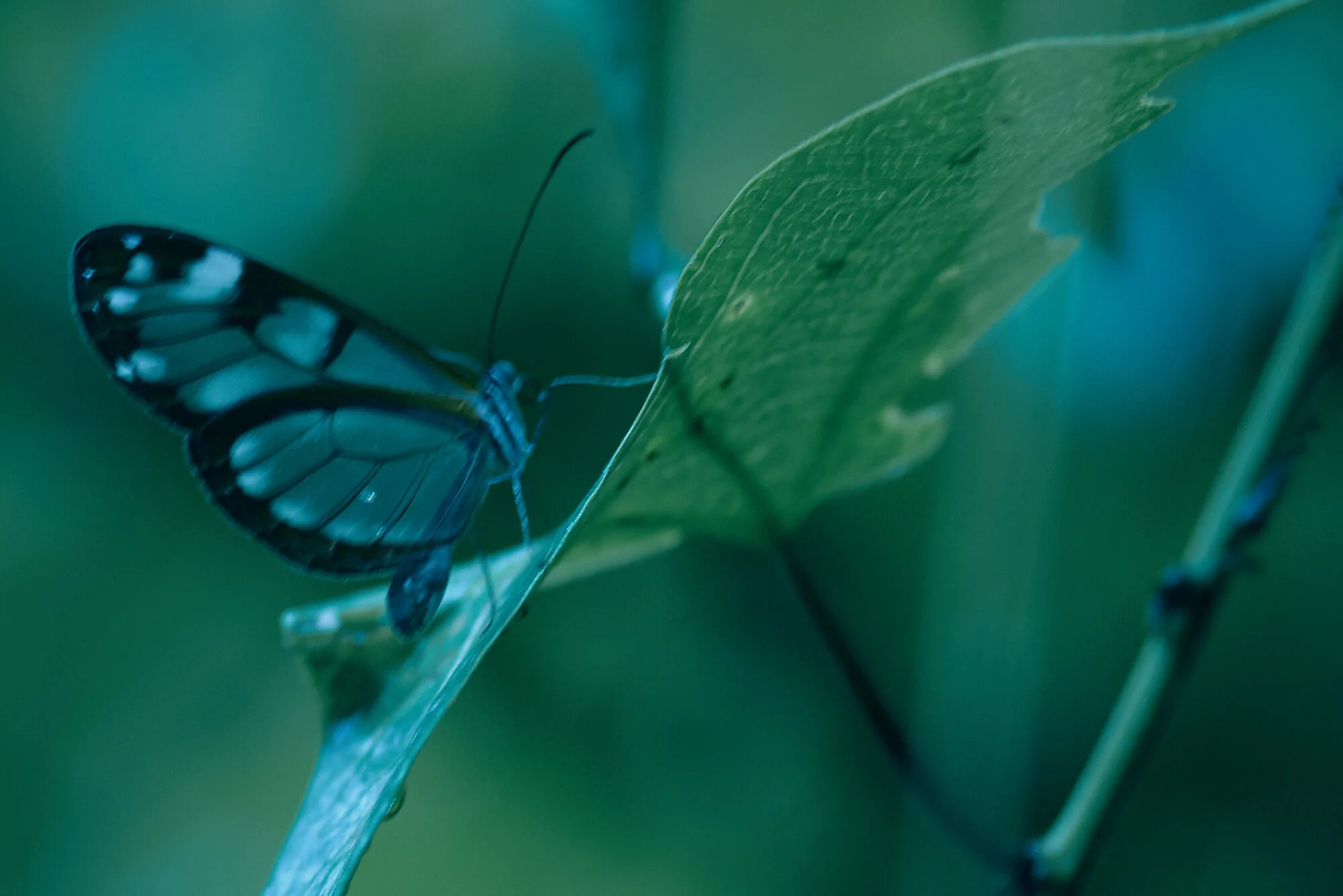 VOGUE ITALIA - Alien Observer 2019 — ARIANNA LAGO