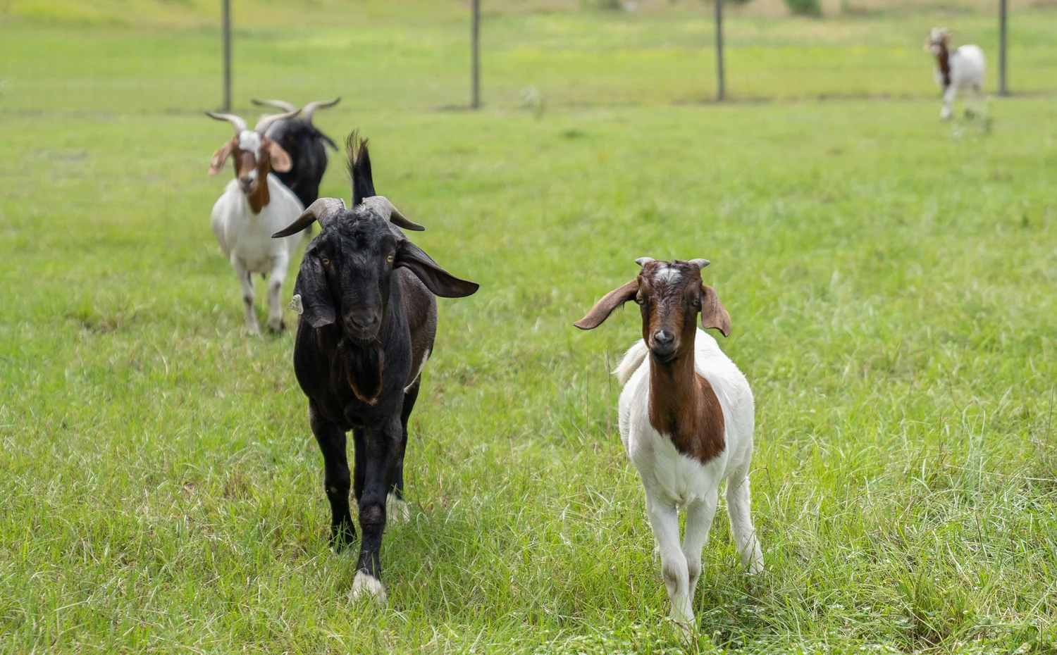 Programs — Seamark Ranch