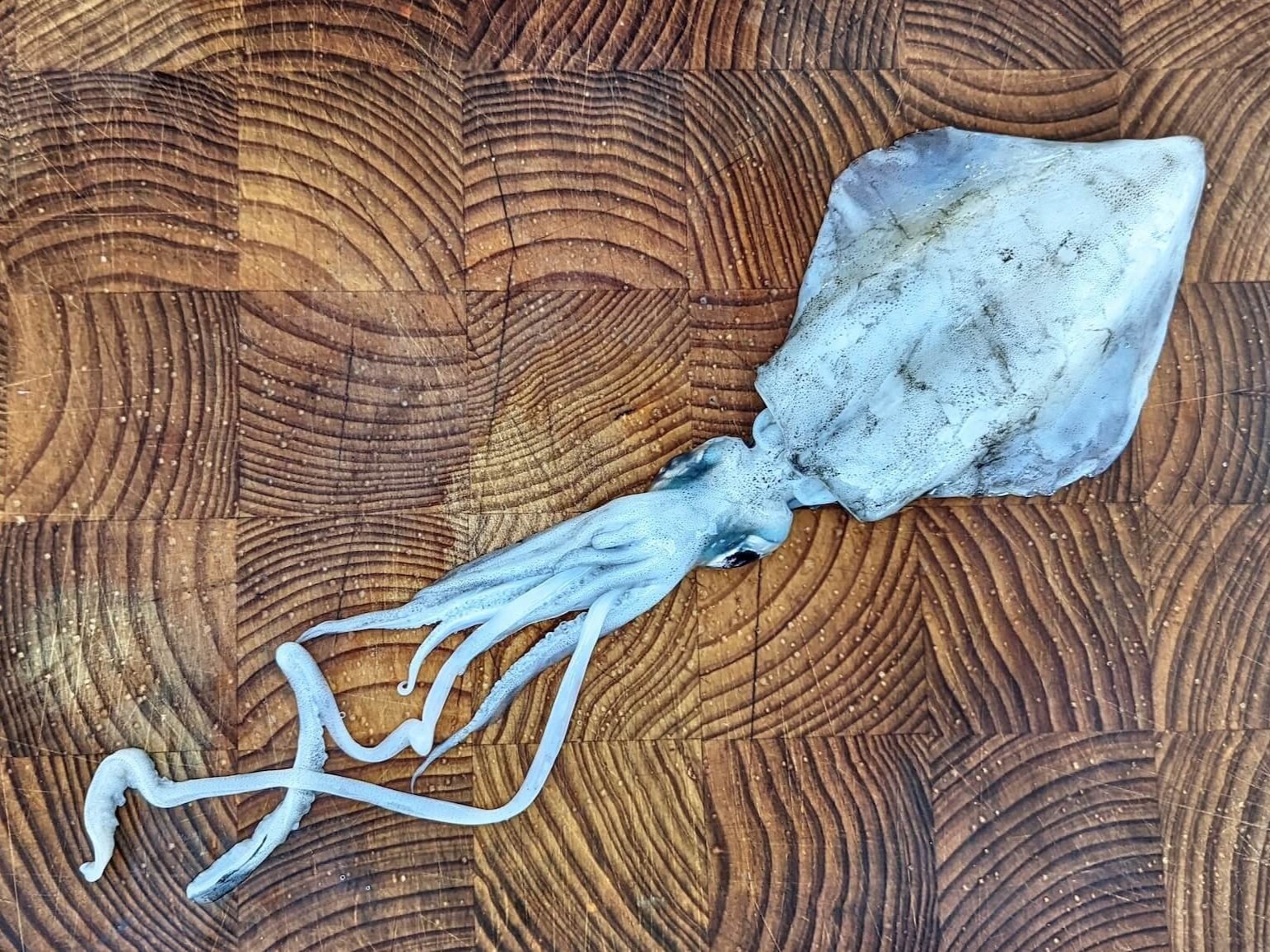 Consuming Passions: Cephalopods (Octopus, Squid and Cuttlefish)