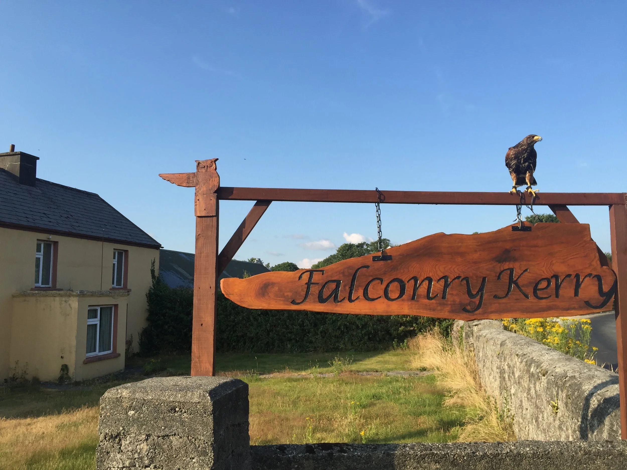Falconry Kerry in Killarney (ÒvÓ) Book Your Private Falconry Experience!