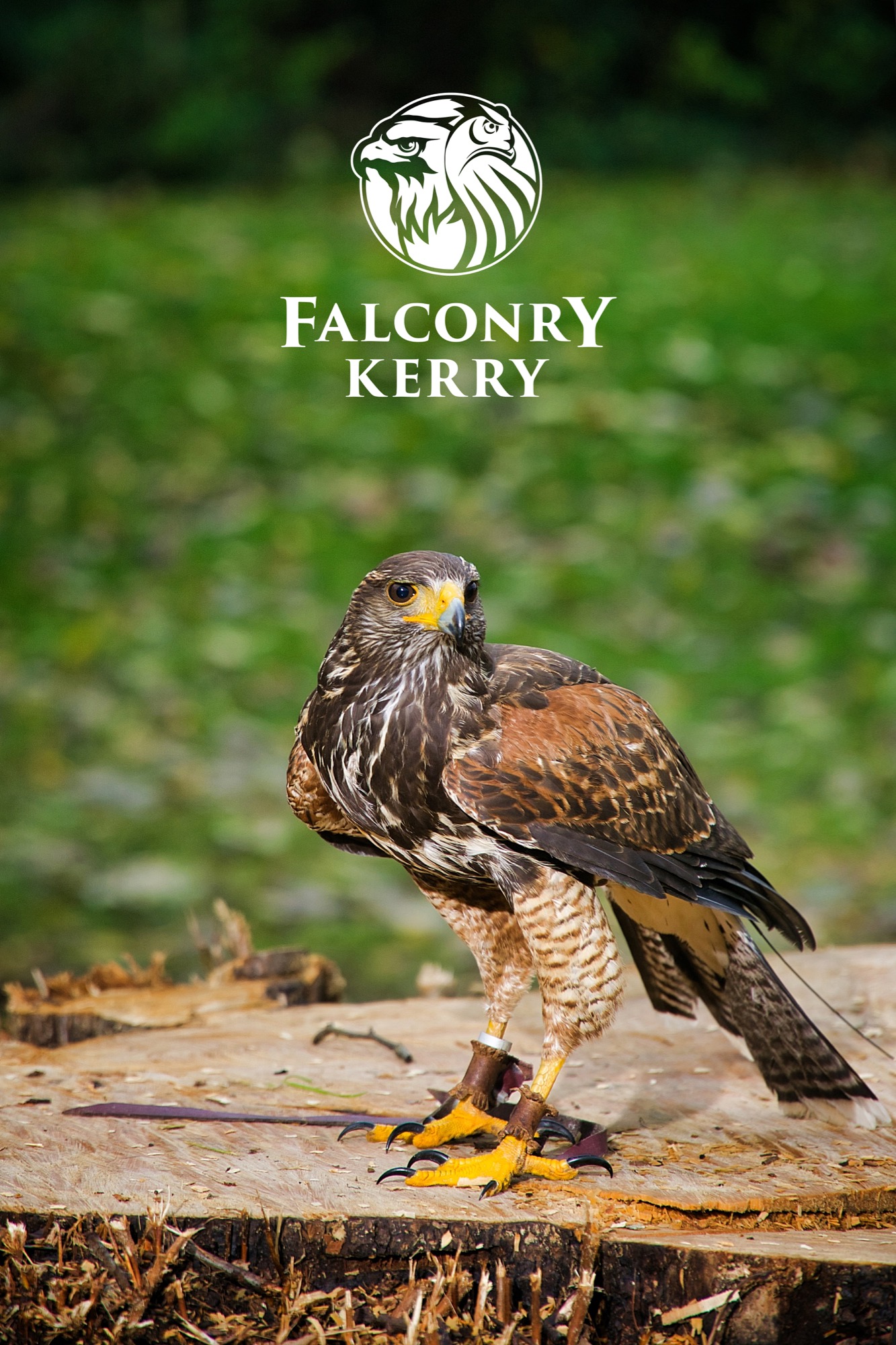 Falconry Kerry in Killarney (ÒvÓ) Book Your Private Falconry Experience!