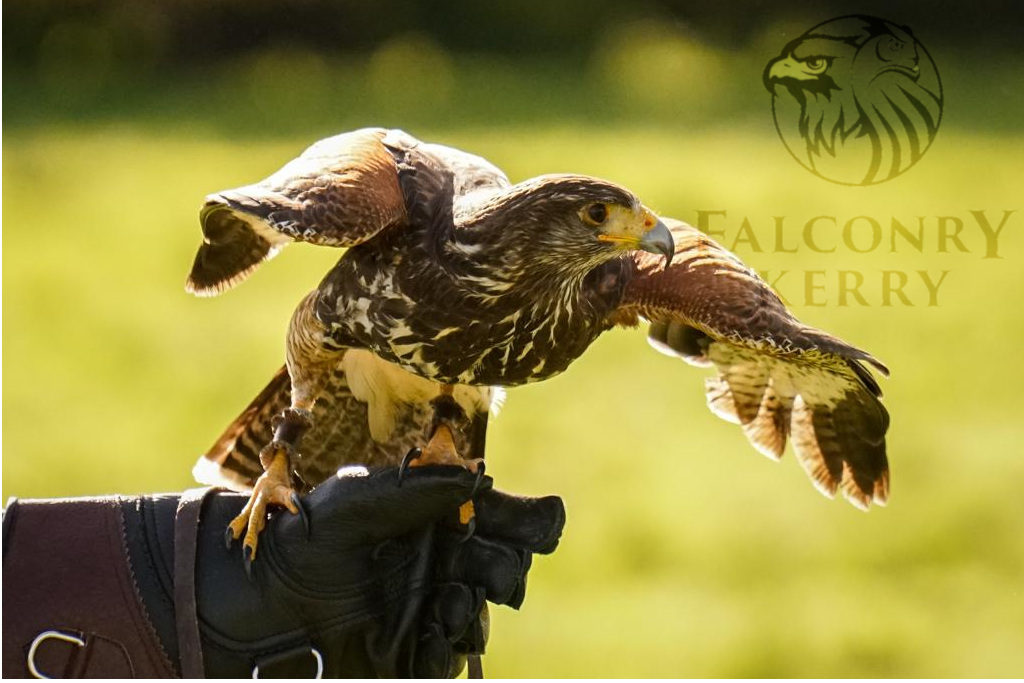 Falconry Kerry in Killarney (ÒvÓ) Book Your Private Falconry Experience!