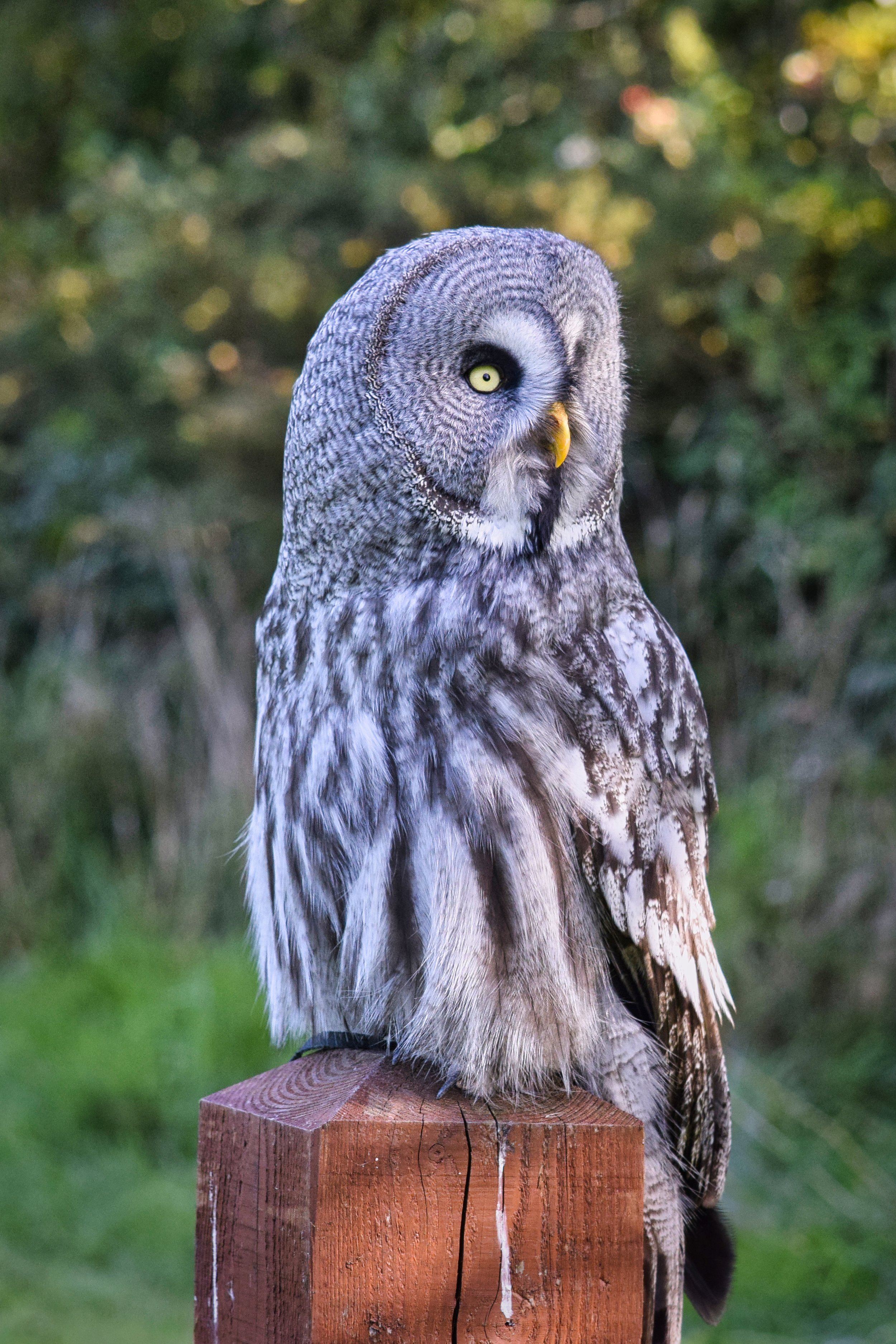 Falconry Kerry in Killarney (ÒvÓ) Book Your Private Falconry Experience!