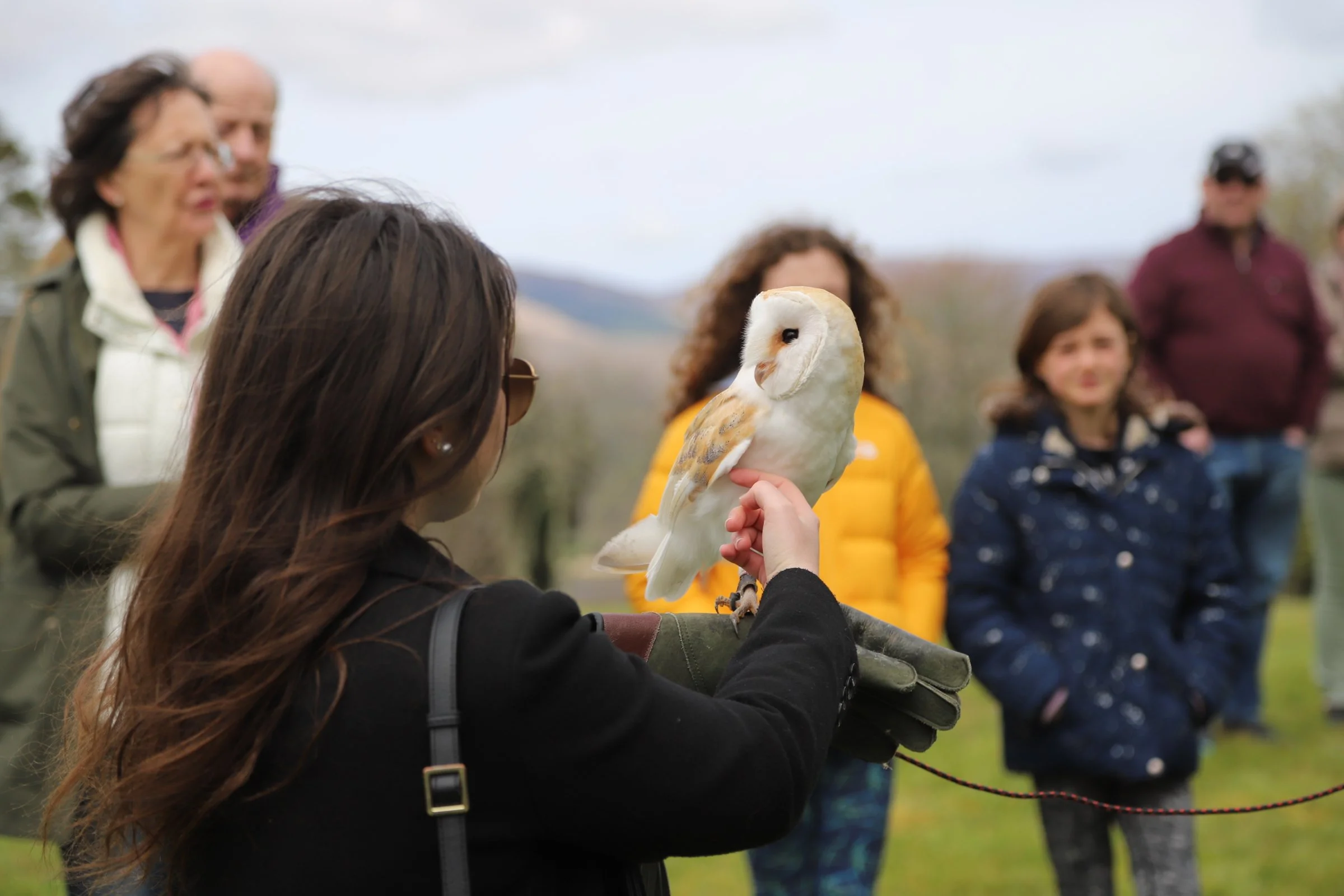 Falconry Kerry in Killarney (ÒvÓ) Book Your Private Falconry Experience!