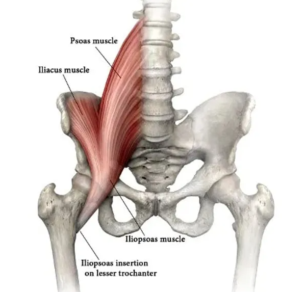 7 Best Hip Strengthening Exercises and How to do Them Effectively ...