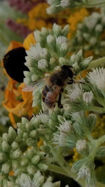 Beeline's tips for supporting spring pollinators in New Hampshire — Visit Concord New Hampshire
