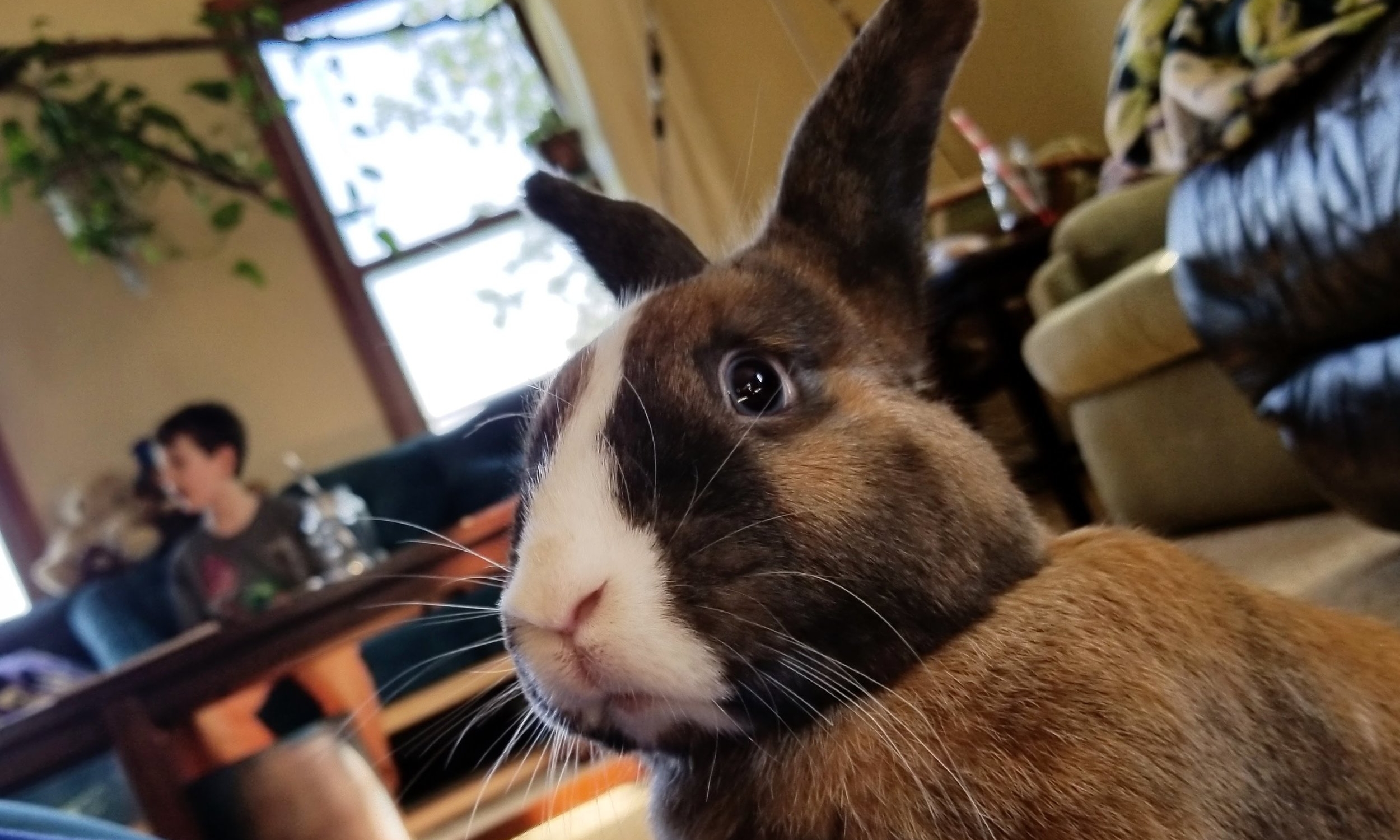 Human Mixed A Bunny
