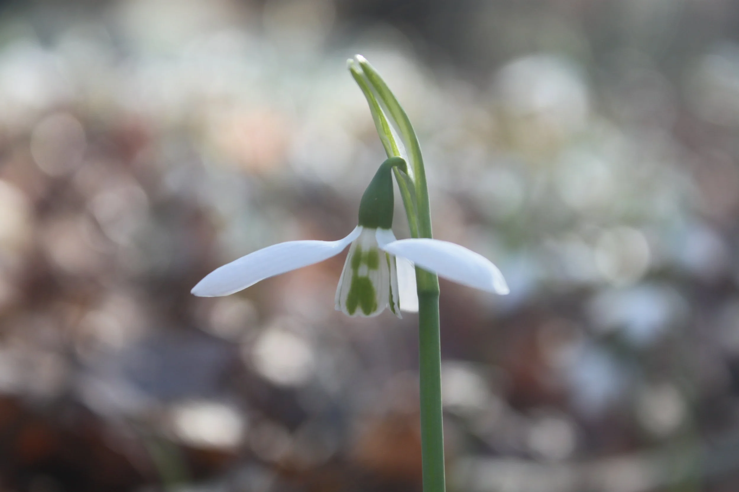 Fall Snowdrops — Montrose