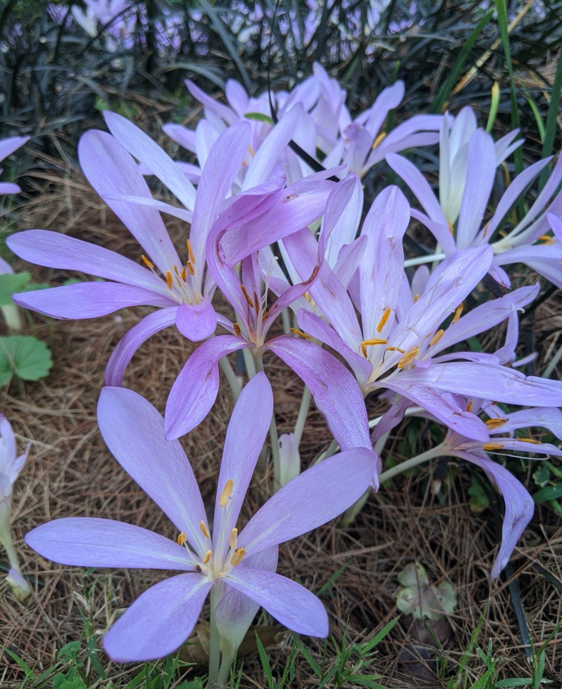 What's In Bloom — Montrose