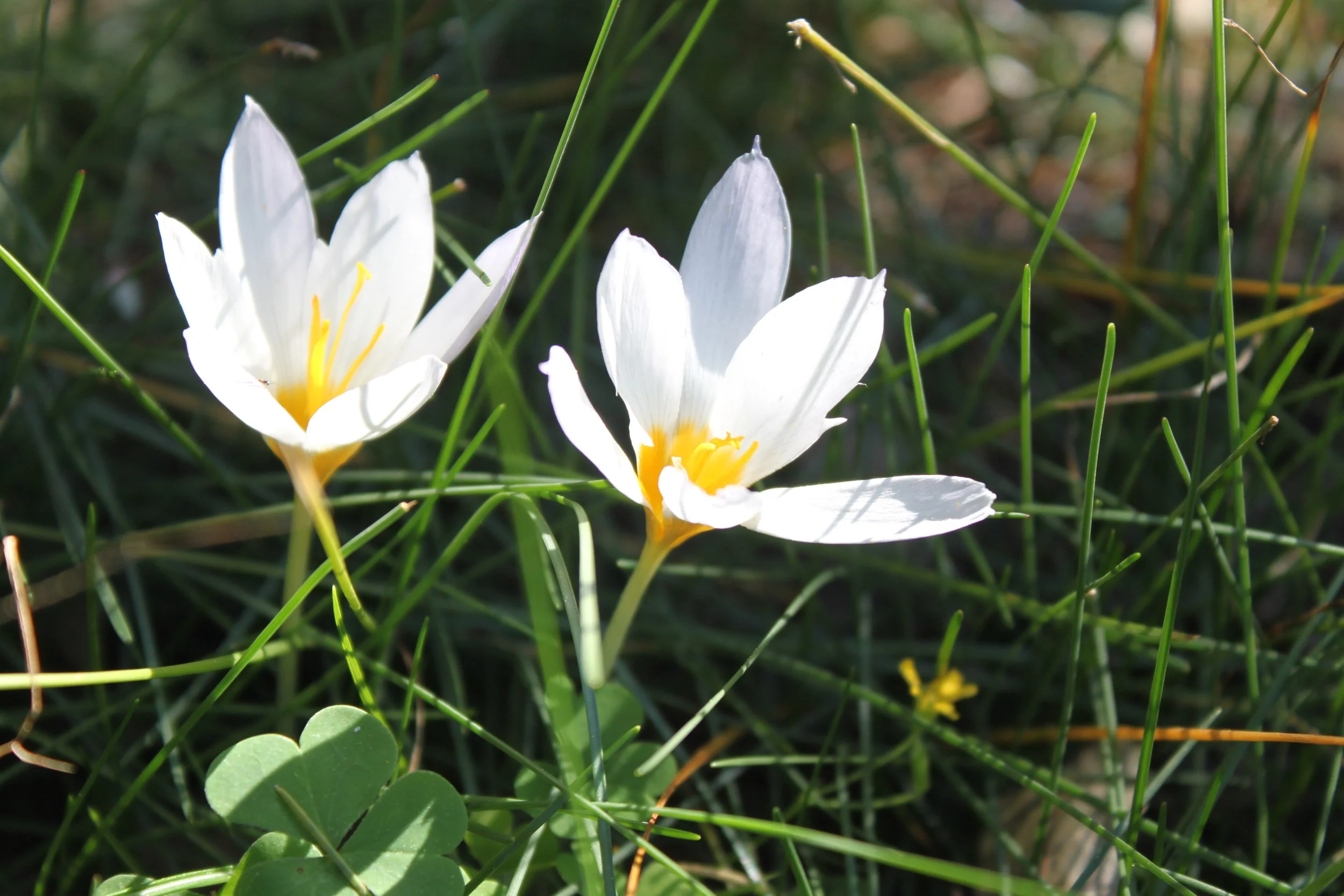 What's In Bloom — Montrose