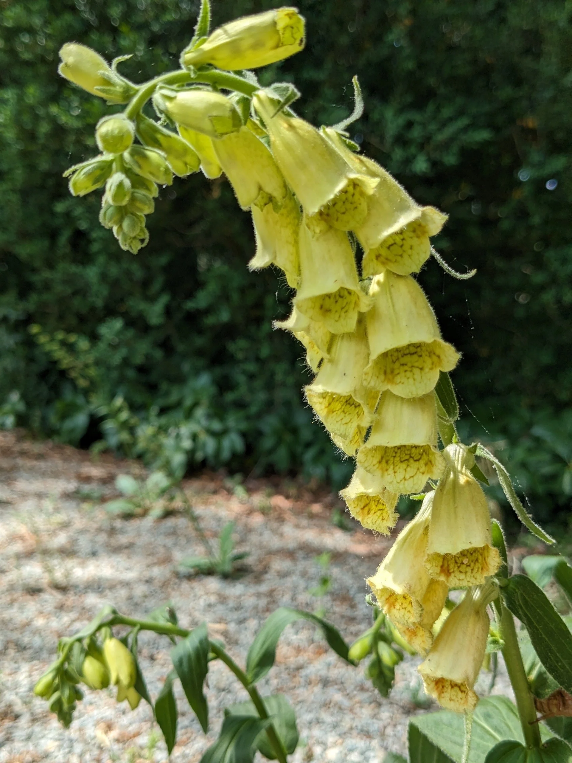 What's In Bloom — Montrose