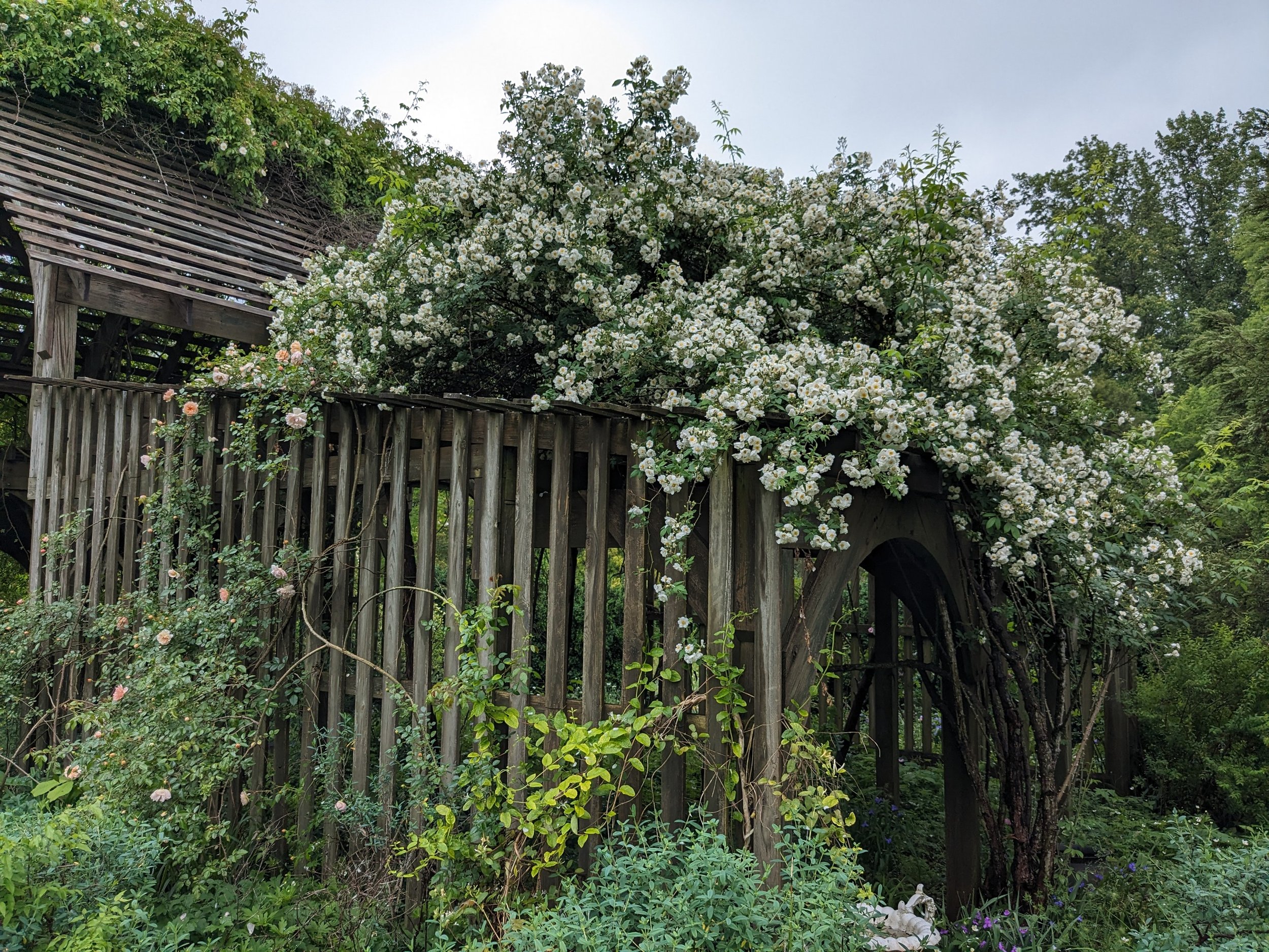 What's In Bloom — Montrose