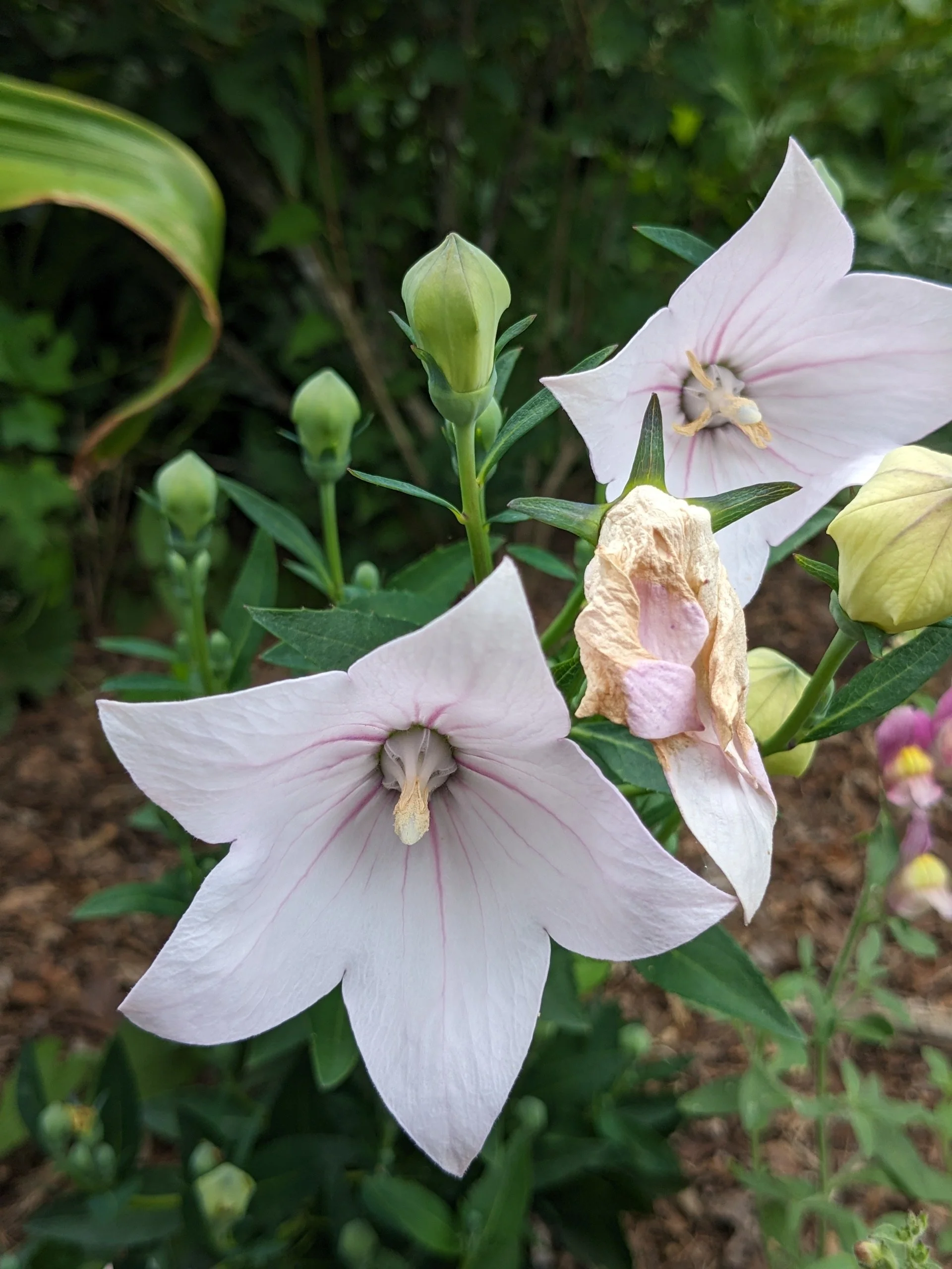 What's In Bloom — Montrose