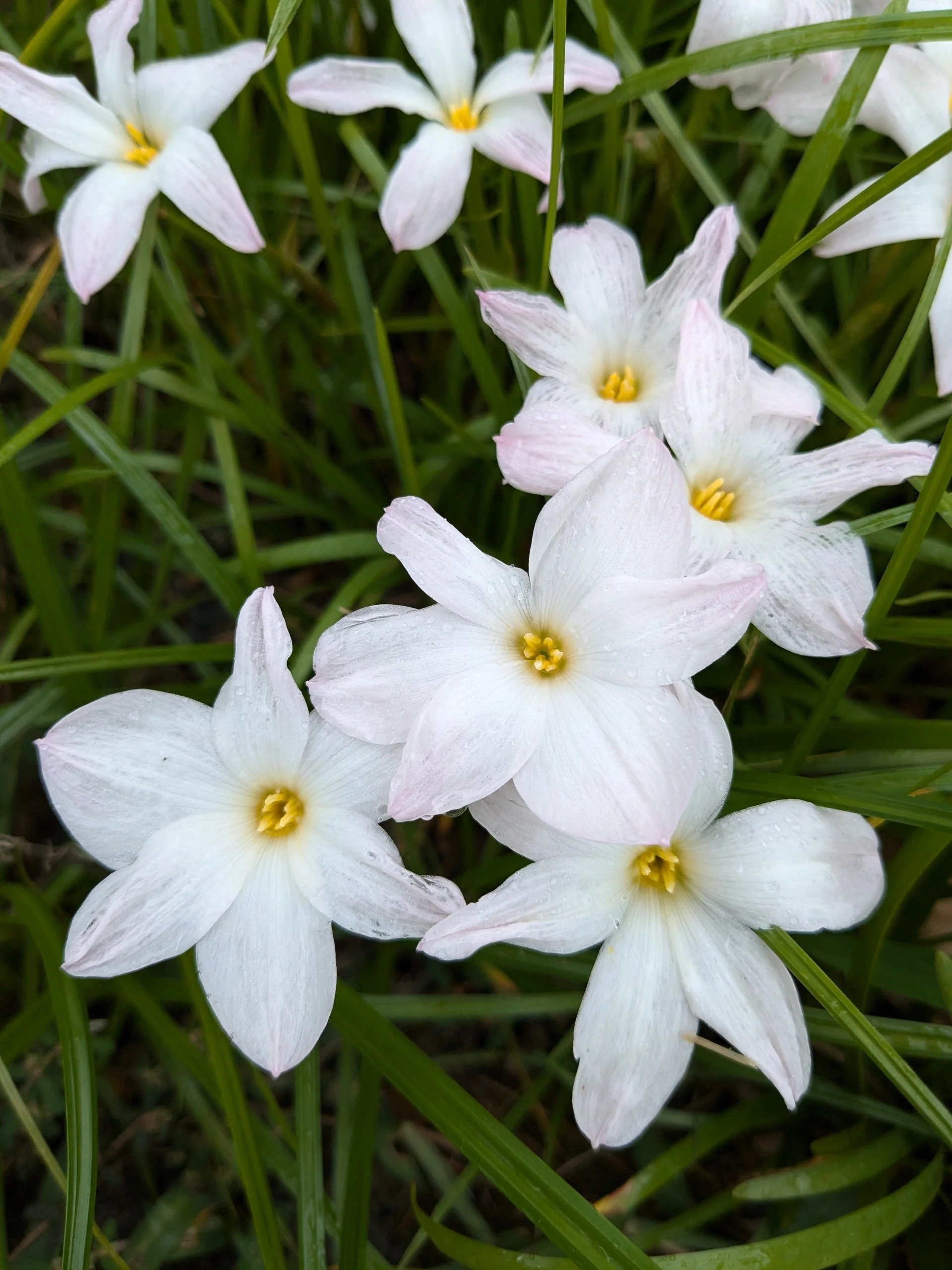 What's In Bloom — Montrose