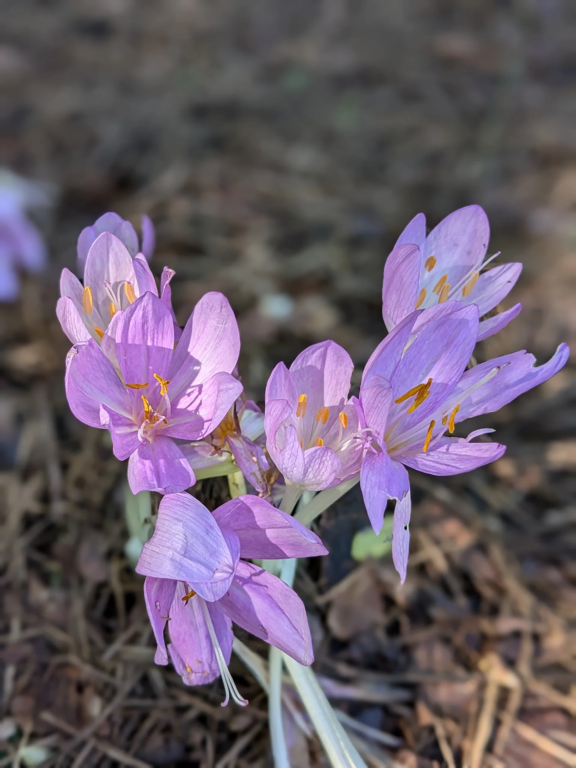 What's In Bloom — Montrose