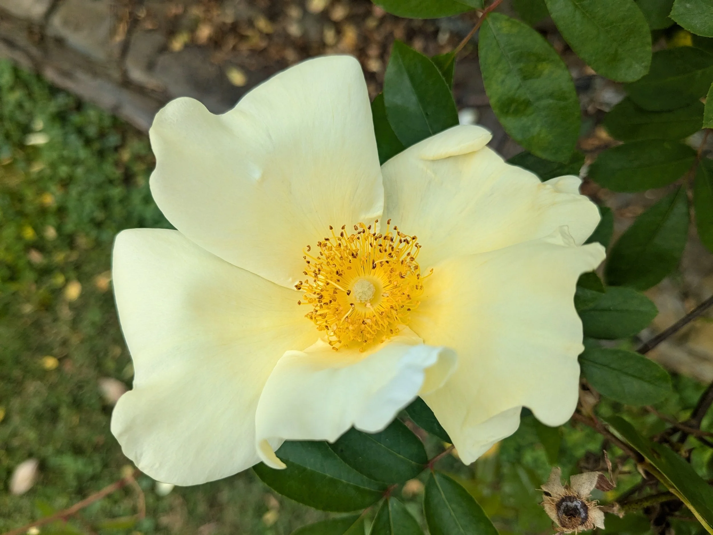 What's In Bloom — Montrose