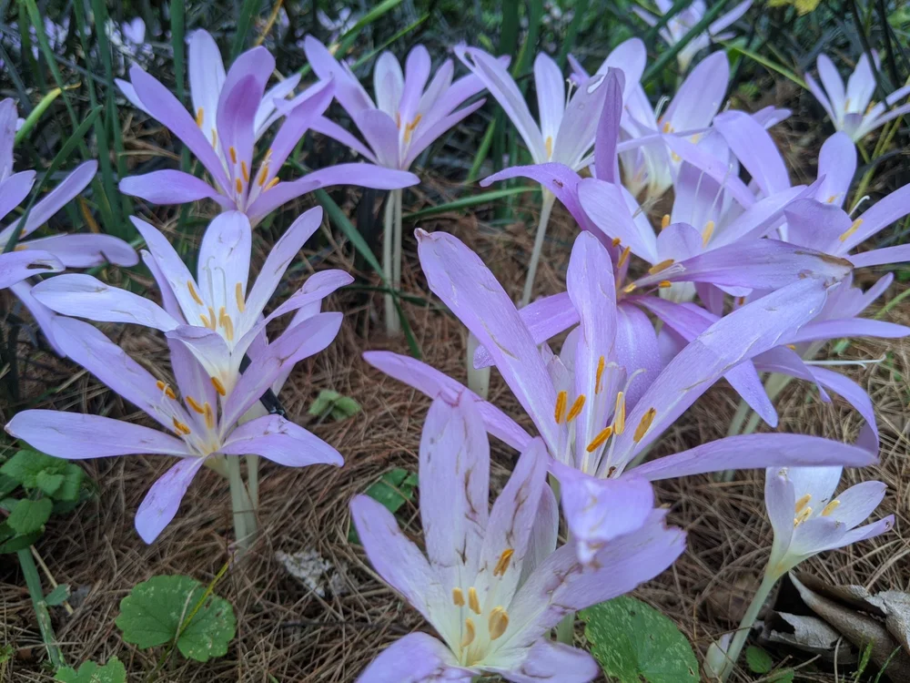 Journal — Montrose