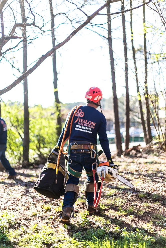 Avalon Tree Service