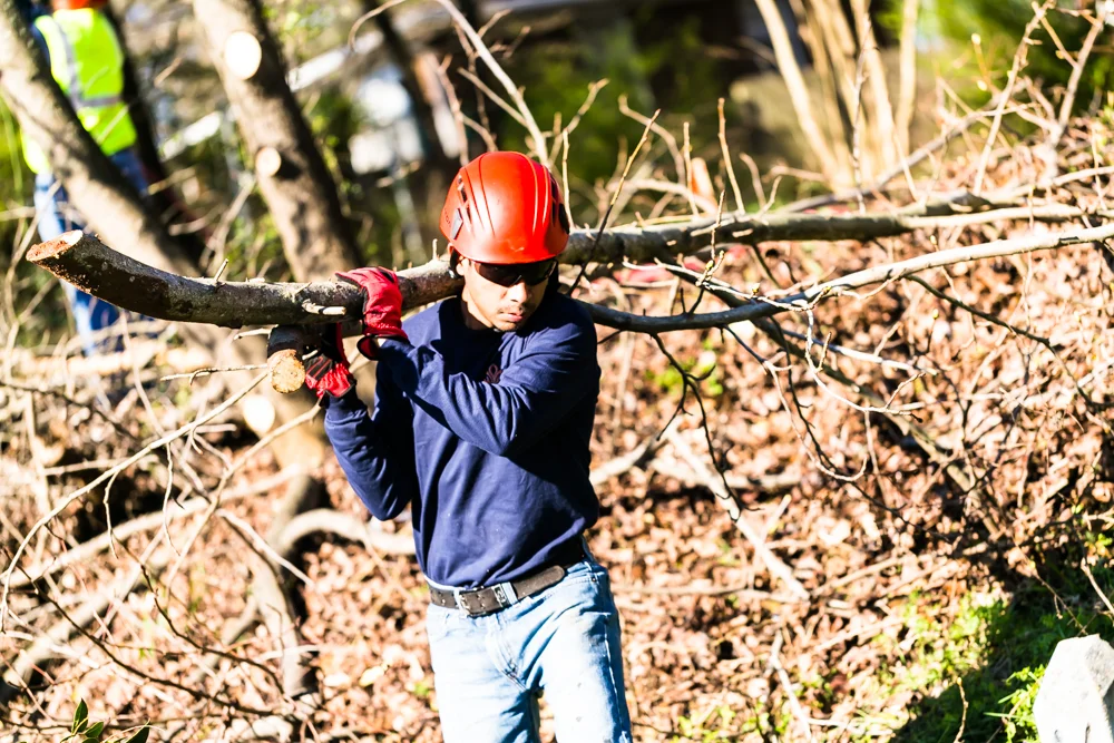 Avalon Tree Service