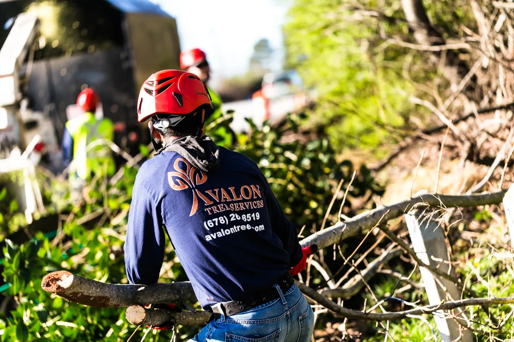 Avalon Tree Service