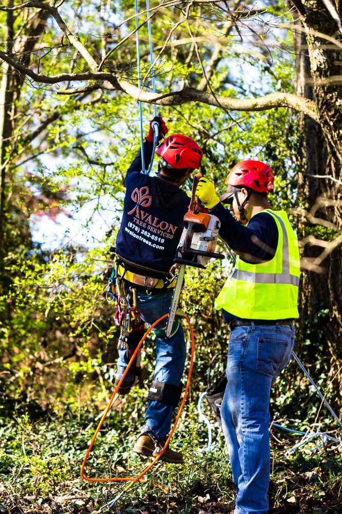Avalon Tree Service