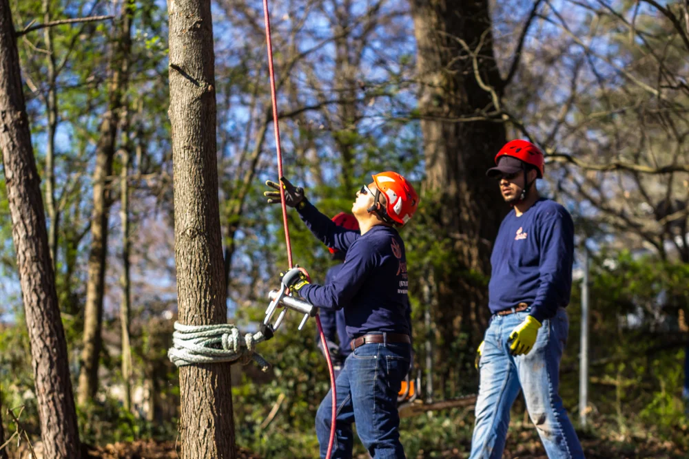 Avalon Tree Service