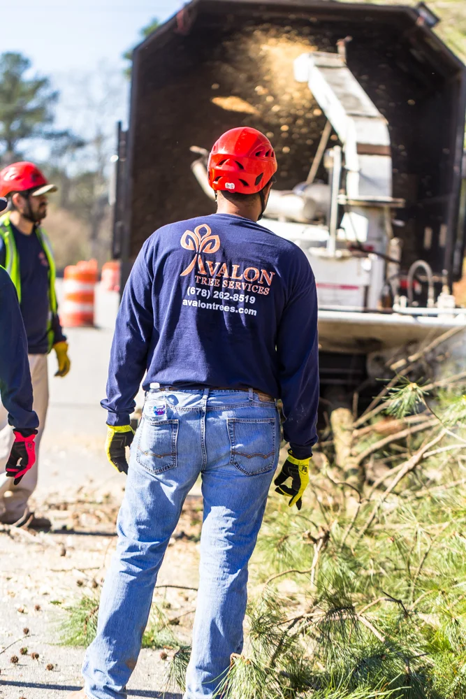 Avalon Tree Service