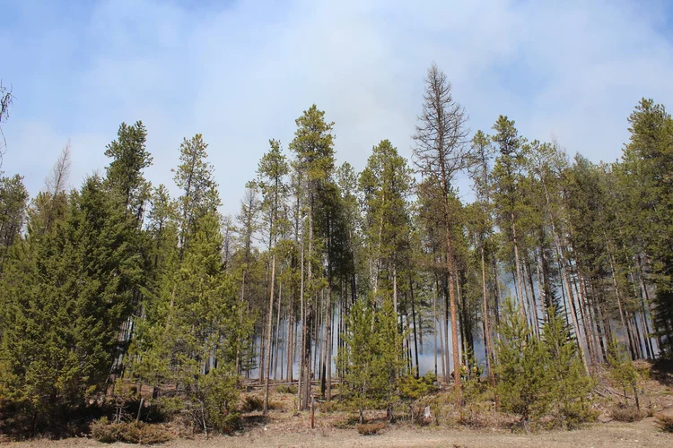 Resources | Firesafe Flathead