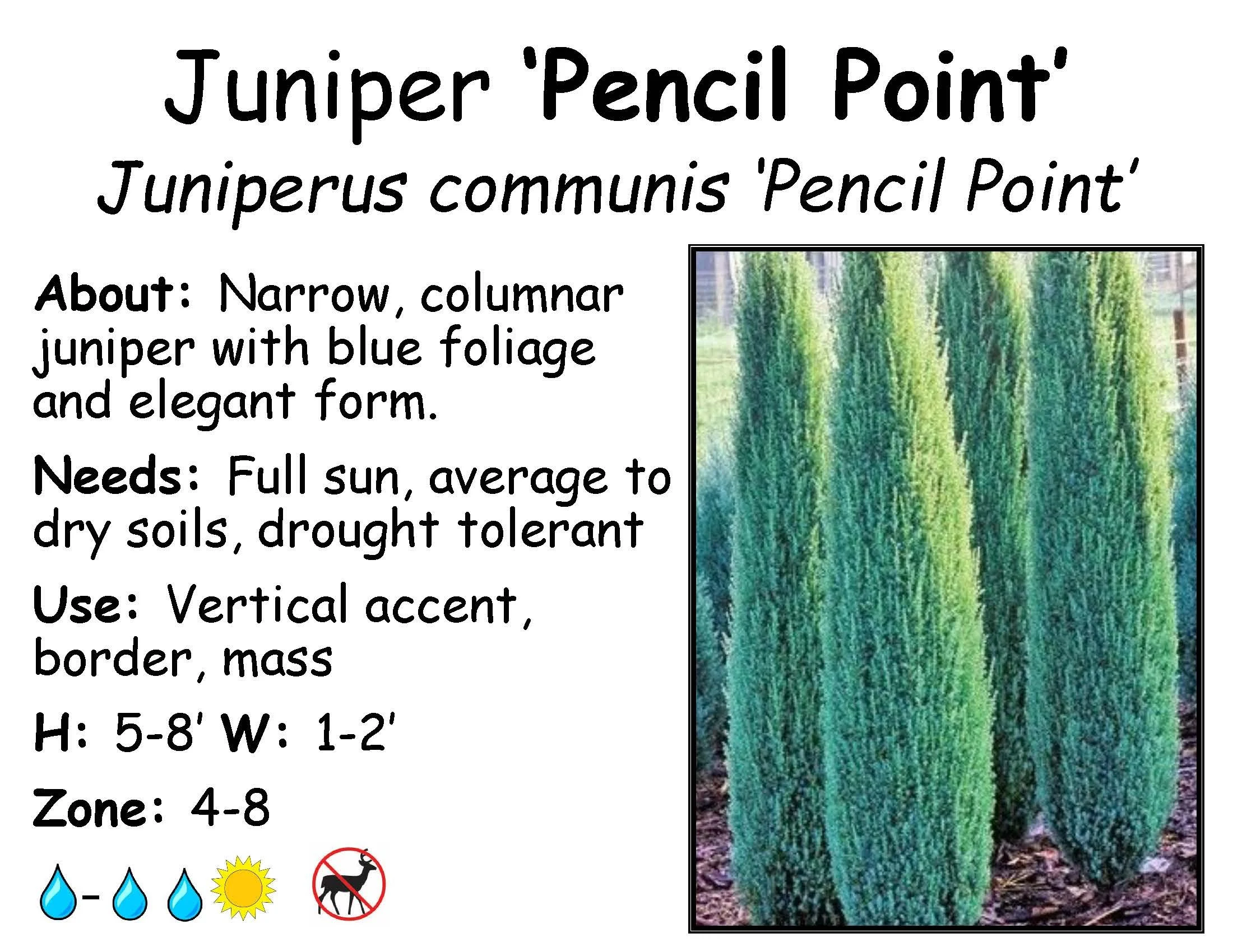 Juniperus Communis Pencil Point