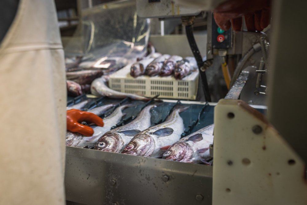 Job Opportunities — AT-SEA PROCESSORS ASSOCIATION