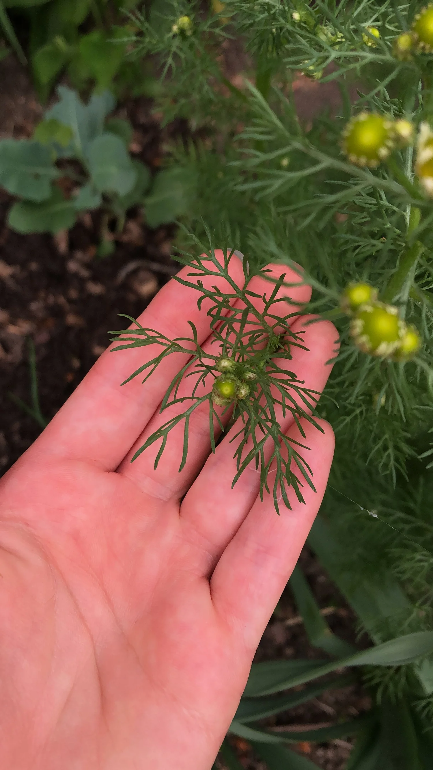 It's Time To Plant Feverfew — CALICO AND TWINE