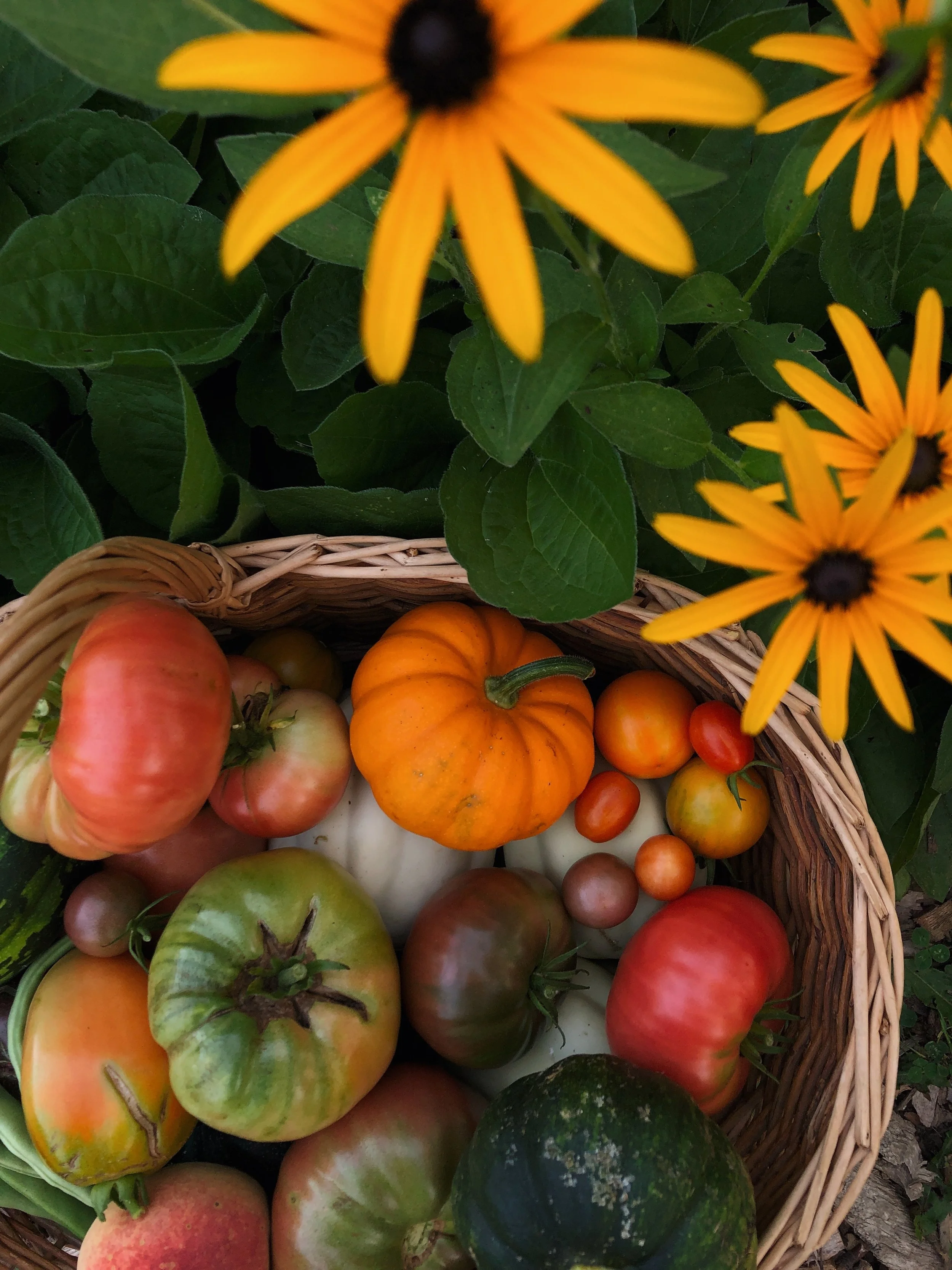 The Joy of Harvest: A Homesteader's Diary — CALICO AND TWINE