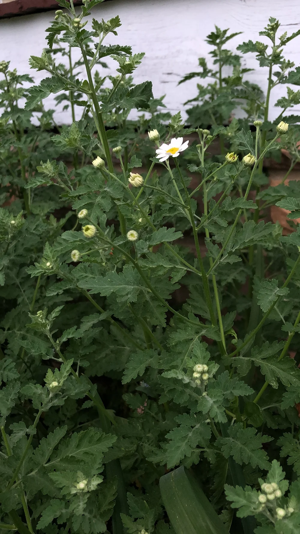 It's Time To Plant Feverfew — CALICO AND TWINE