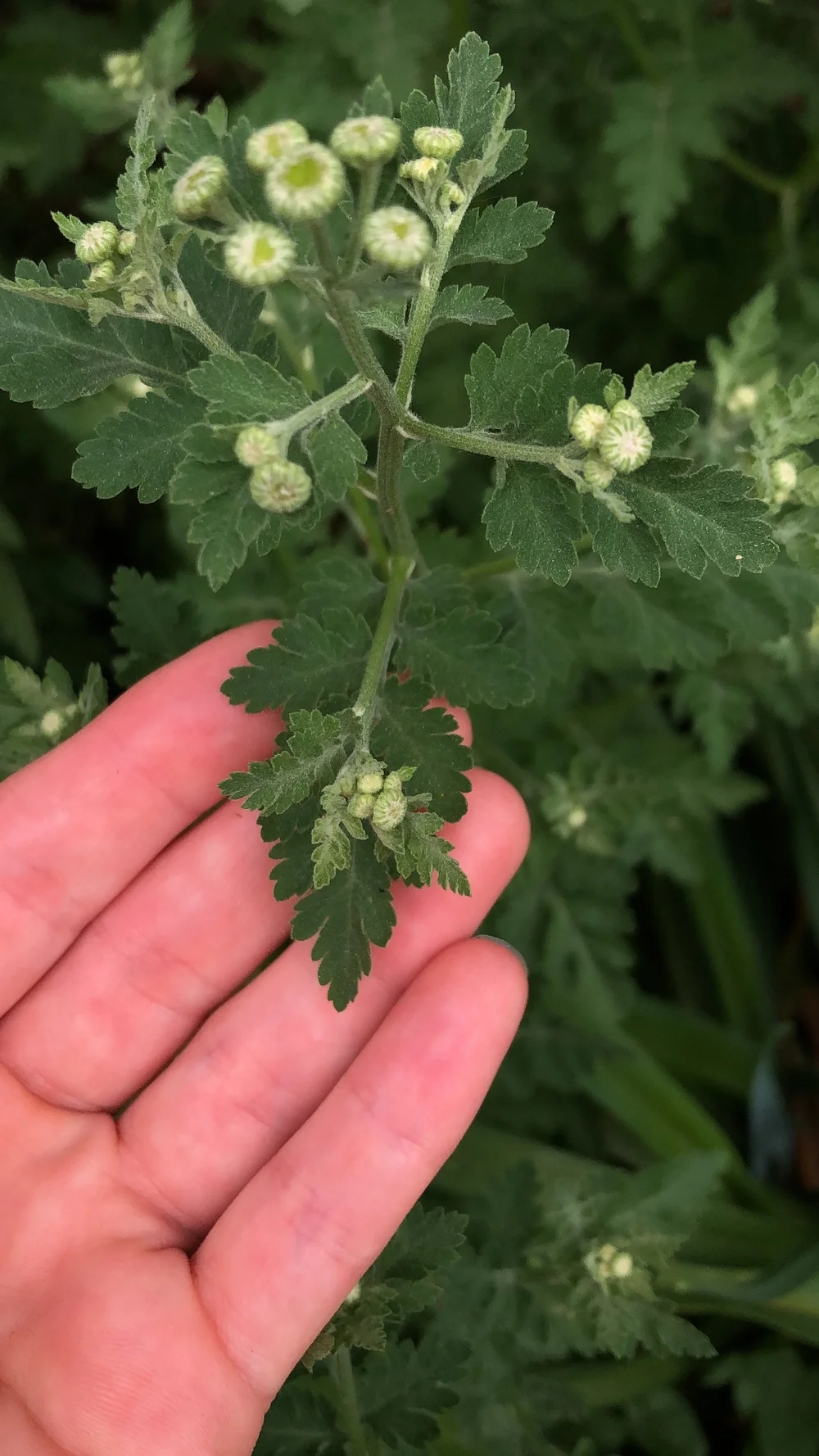 It's Time To Plant Feverfew — CALICO AND TWINE