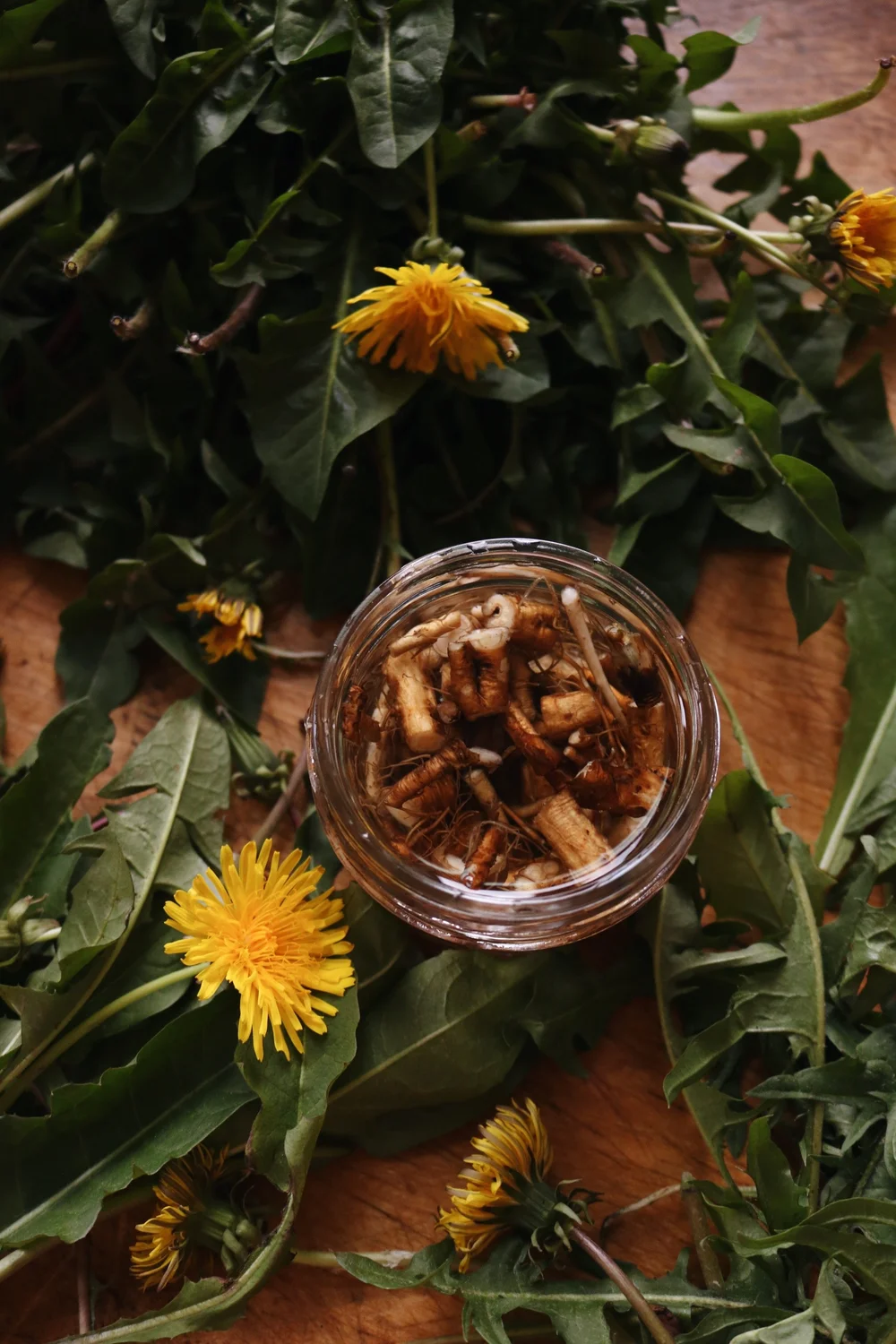 Plant Medicine: Dandelion Benefits and Uses — CALICO AND TWINE