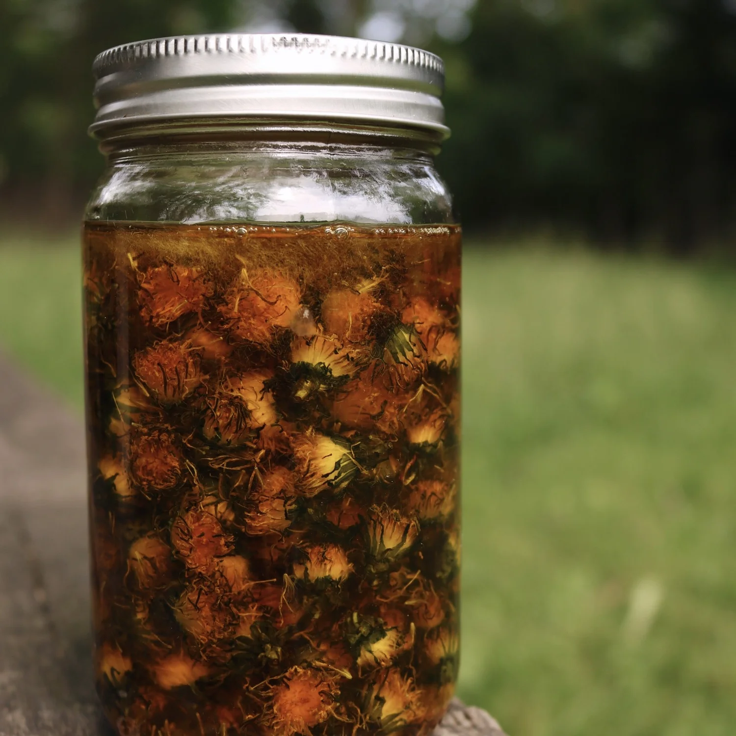 Plant Medicine: Dandelion Benefits and Uses — CALICO AND TWINE