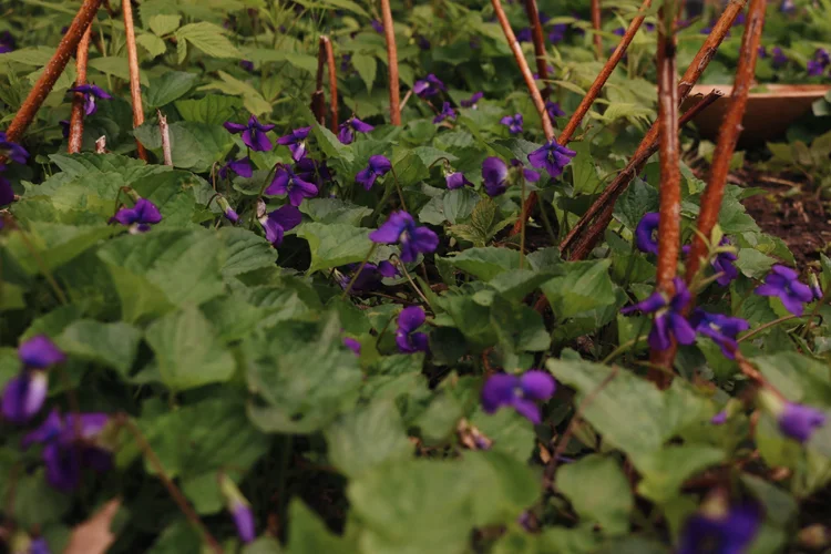 Plant Medicine: Wild Violet Benefits and Uses — CALICO AND TWINE
