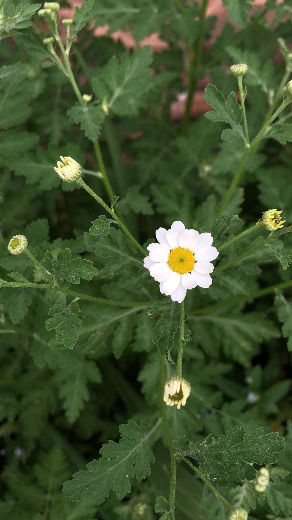 It's Time To Plant Feverfew — CALICO AND TWINE