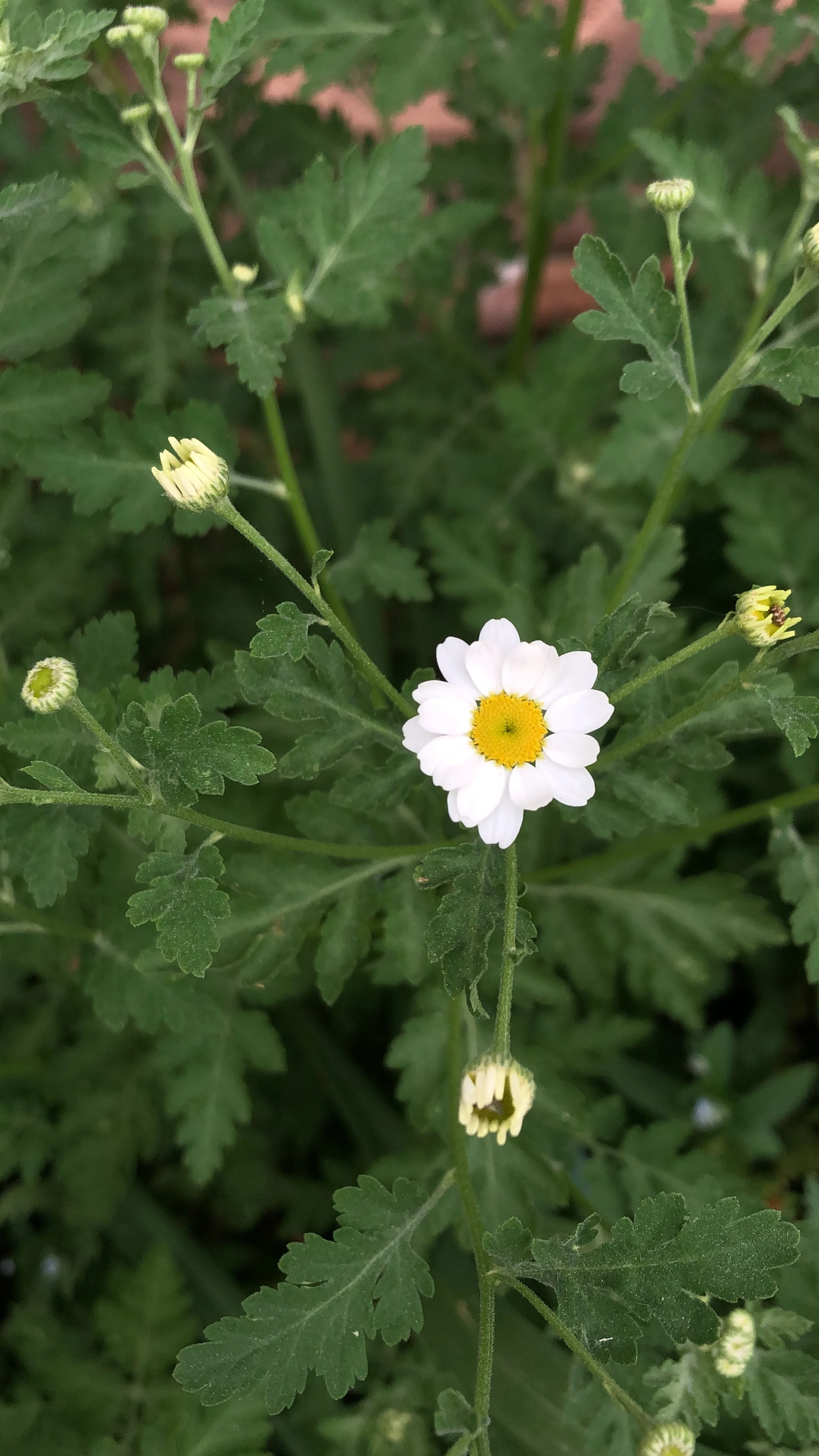 It's Time To Plant Feverfew — CALICO AND TWINE